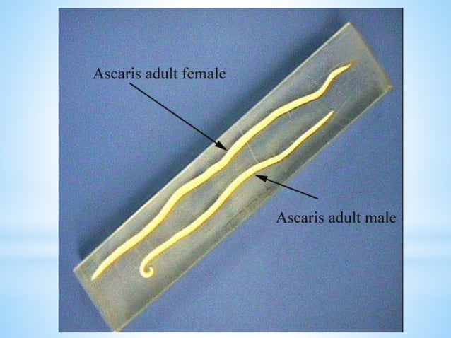 Ch 08 - Human Health and Disease || Class 12 || | PPTX | Infectious ...