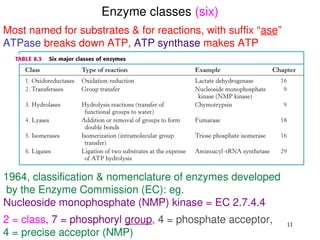 Enzymes classification nomenclature introduction | PPT