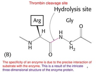 Enzymes classification nomenclature introduction | PPT