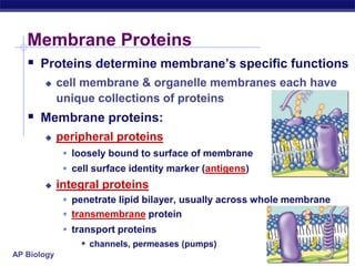 Chapter-8 Cell membrane and transport system | PPSX