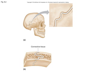 Chapter 8: Joints of the Skeletal System Hole's Human Anatomy and ...