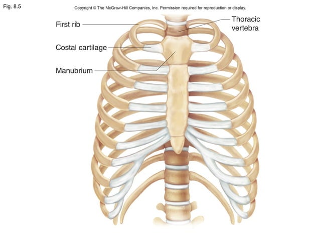 Chapter 8: Joints of the Skeletal System Hole's Human Anatomy and ...