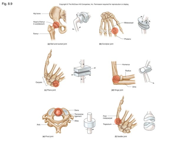 Chapter 8: Joints of the Skeletal System Hole's Human Anatomy and ...