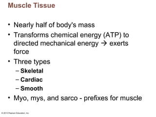 Ch 09 Muslces and Muslce Tissue Gillette College | PPT