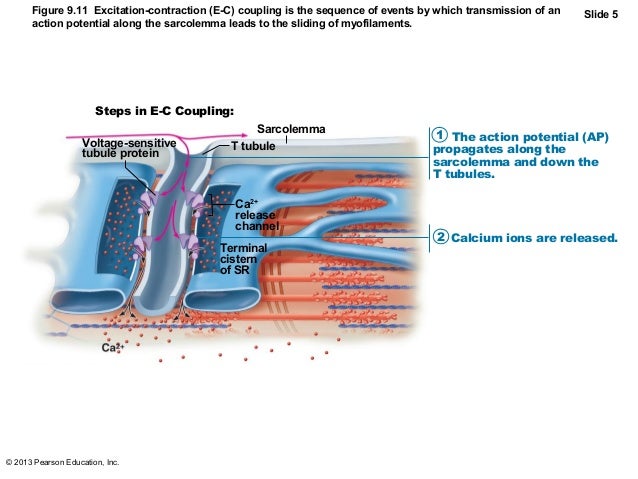 Ch 09 Muslces and Muslce Tissue Gillette College