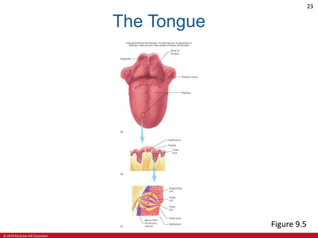 Ch09 lecture ppt_a (1) | PPTX