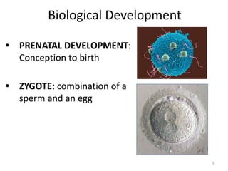 Ch09 Lifespan Development | PPT