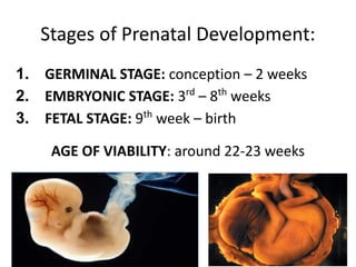 Ch09 Lifespan Development | PPT