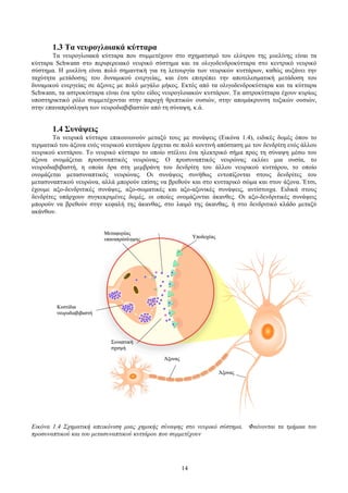 ΝΕΥΡΙΚΟ ΣΥΣΤΗΜΑ | PDF