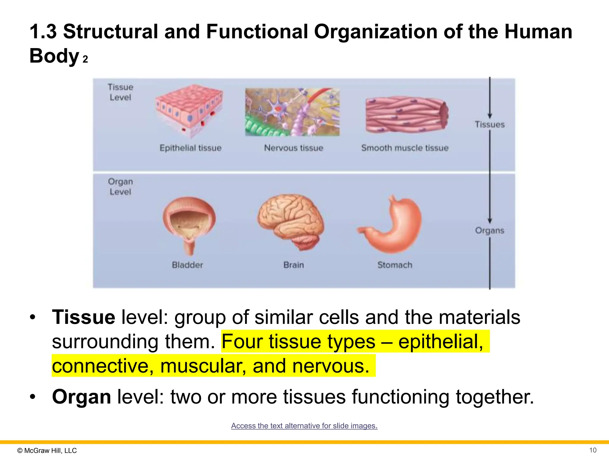 Anatomy and Physiology Seeley chapter 1- The human Organism | PPTX