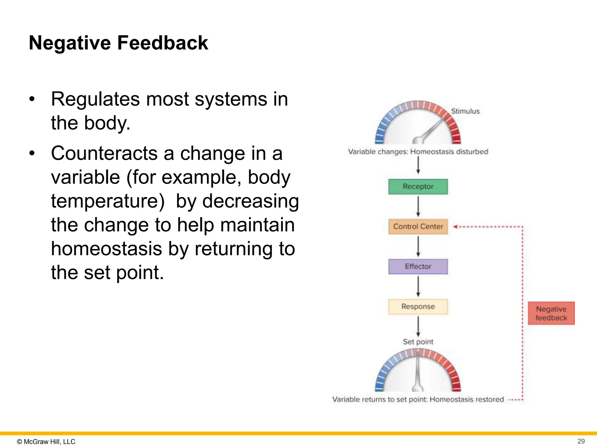 Anatomy and Physiology Seeley chapter 1- The human Organism | PPTX