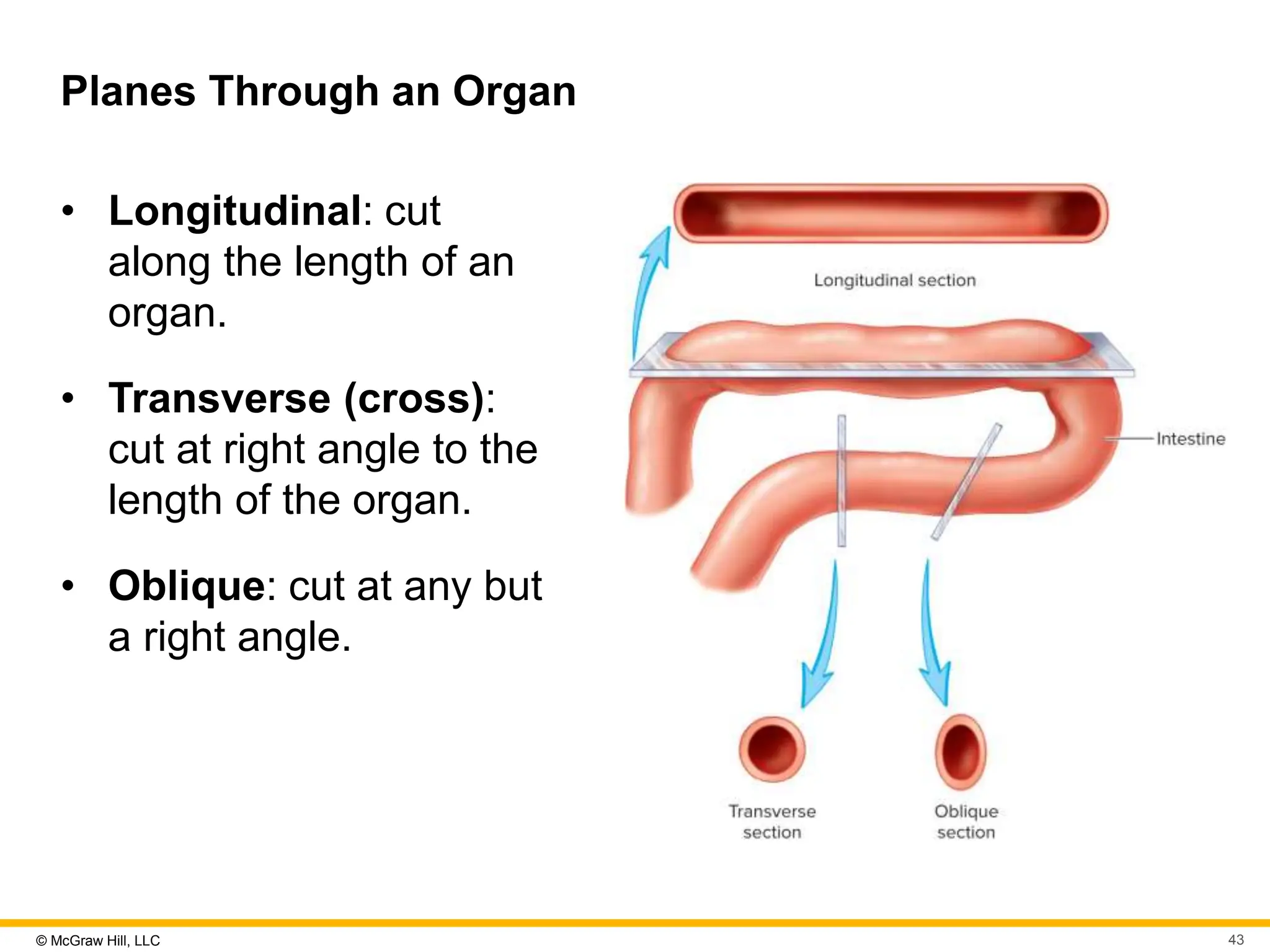 Anatomy and Physiology Seeley chapter 1- The human Organism | PPTX