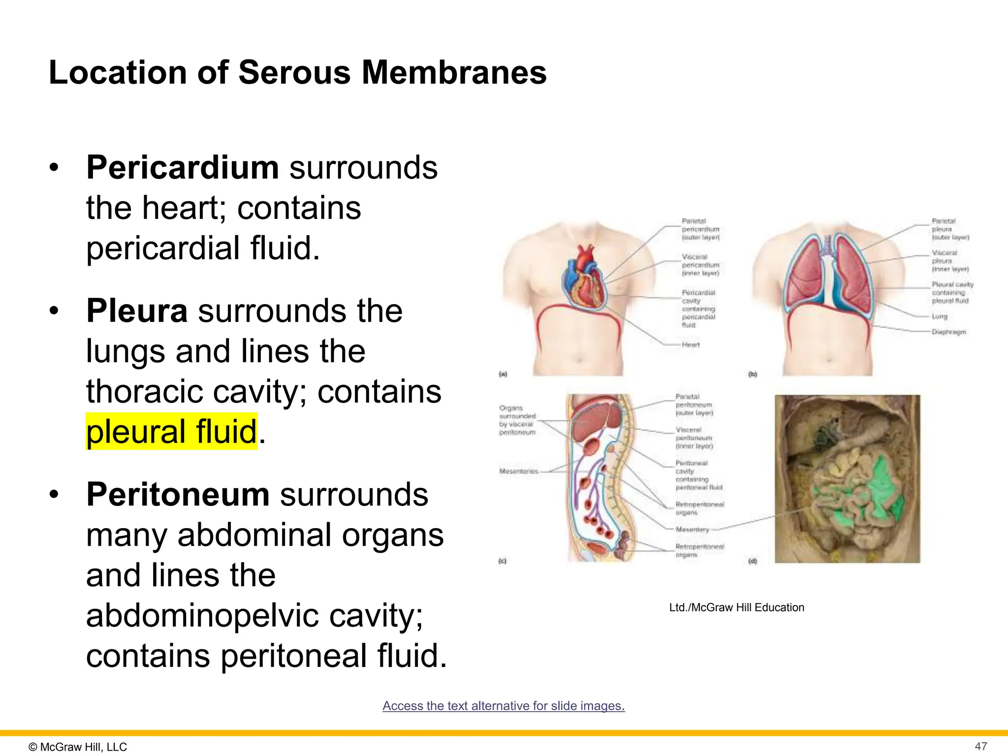 Anatomy and Physiology Seeley chapter 1- The human Organism | PPTX