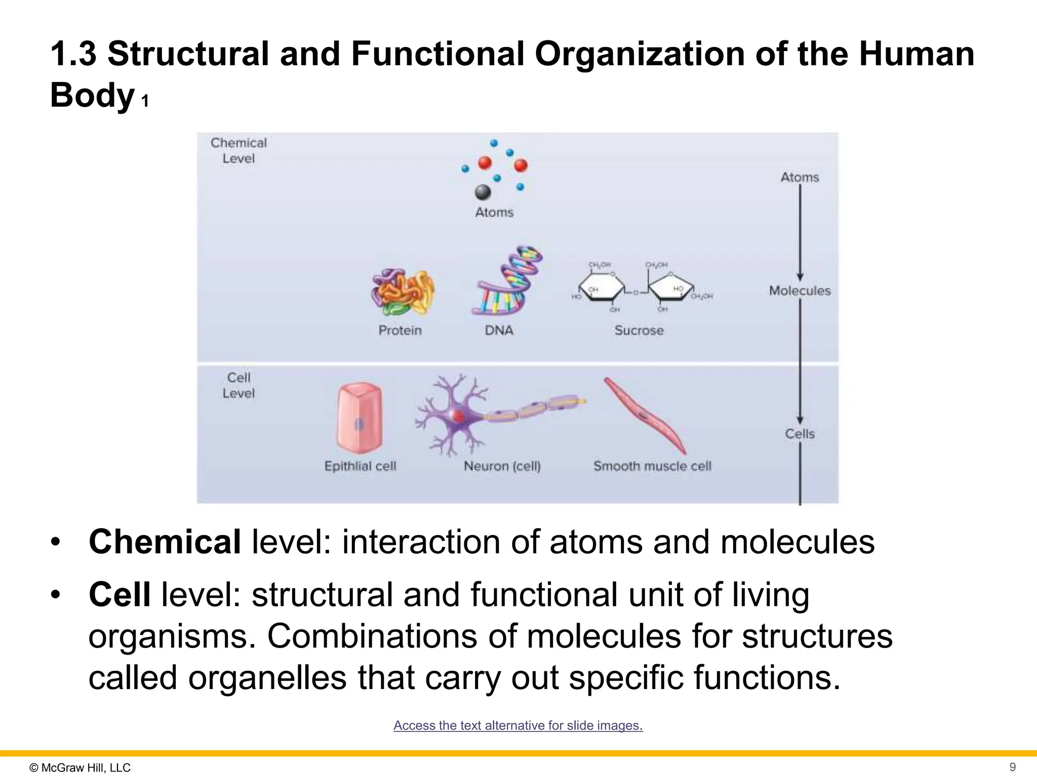 Anatomy and Physiology Seeley chapter 1- The human Organism | PPTX