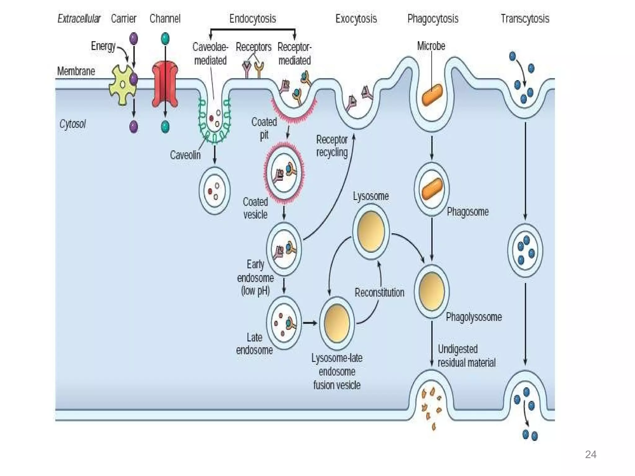 Ch1 cell in Health and disease Robbins Basic Pathology 10th edition | PPT