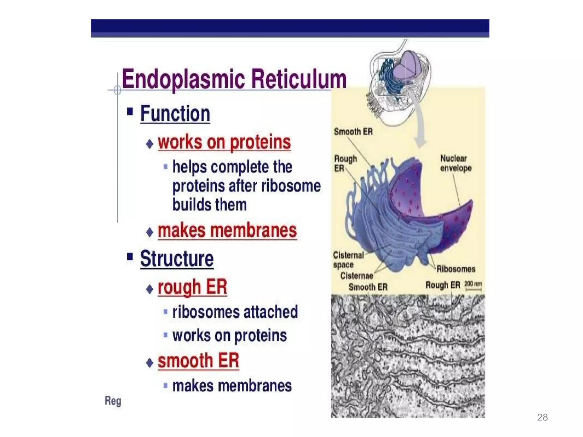Ch1 cell in Health and disease Robbins Basic Pathology 10th edition | PPT