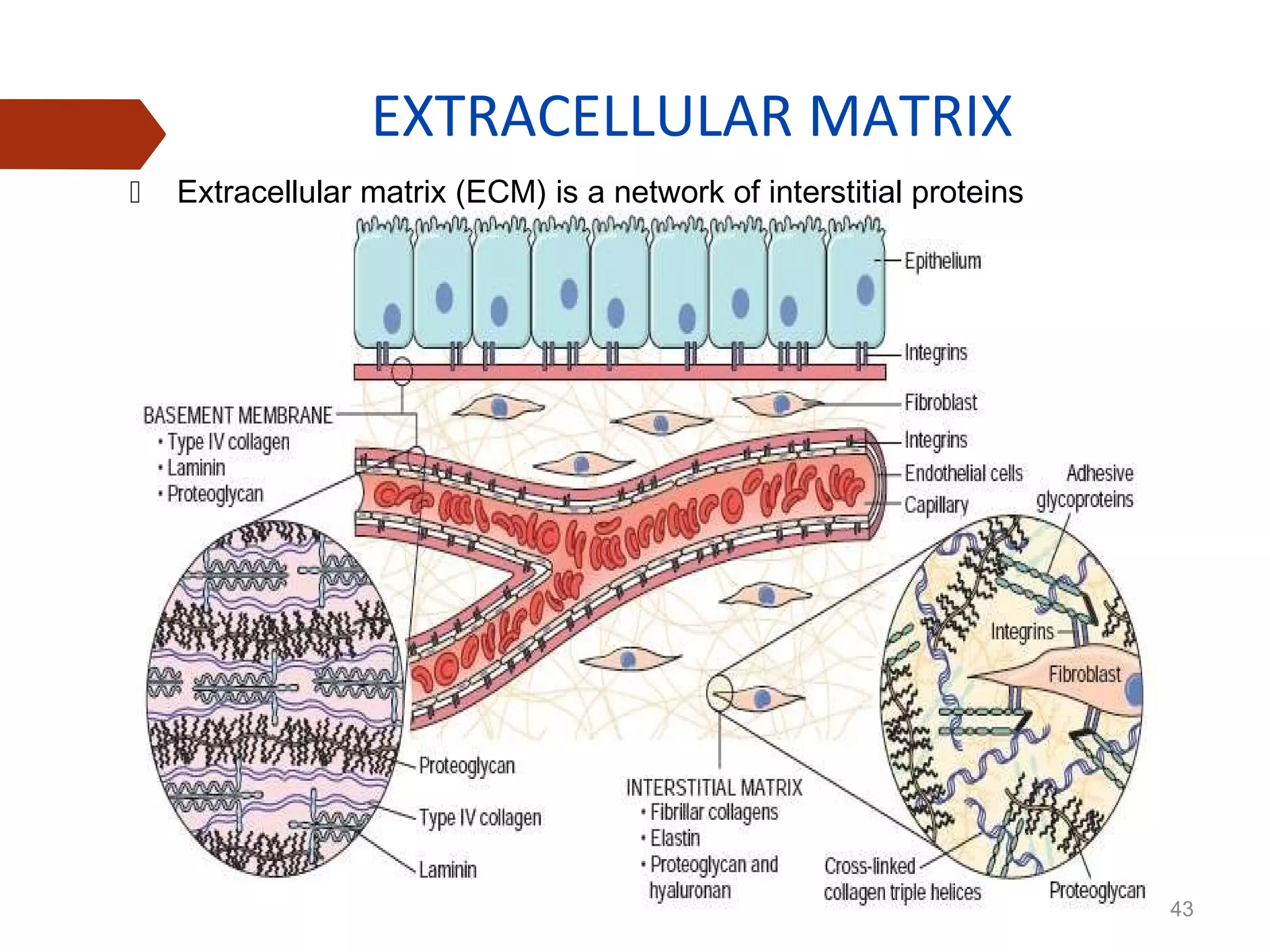Ch1 cell in Health and disease Robbins Basic Pathology 10th edition | PPT