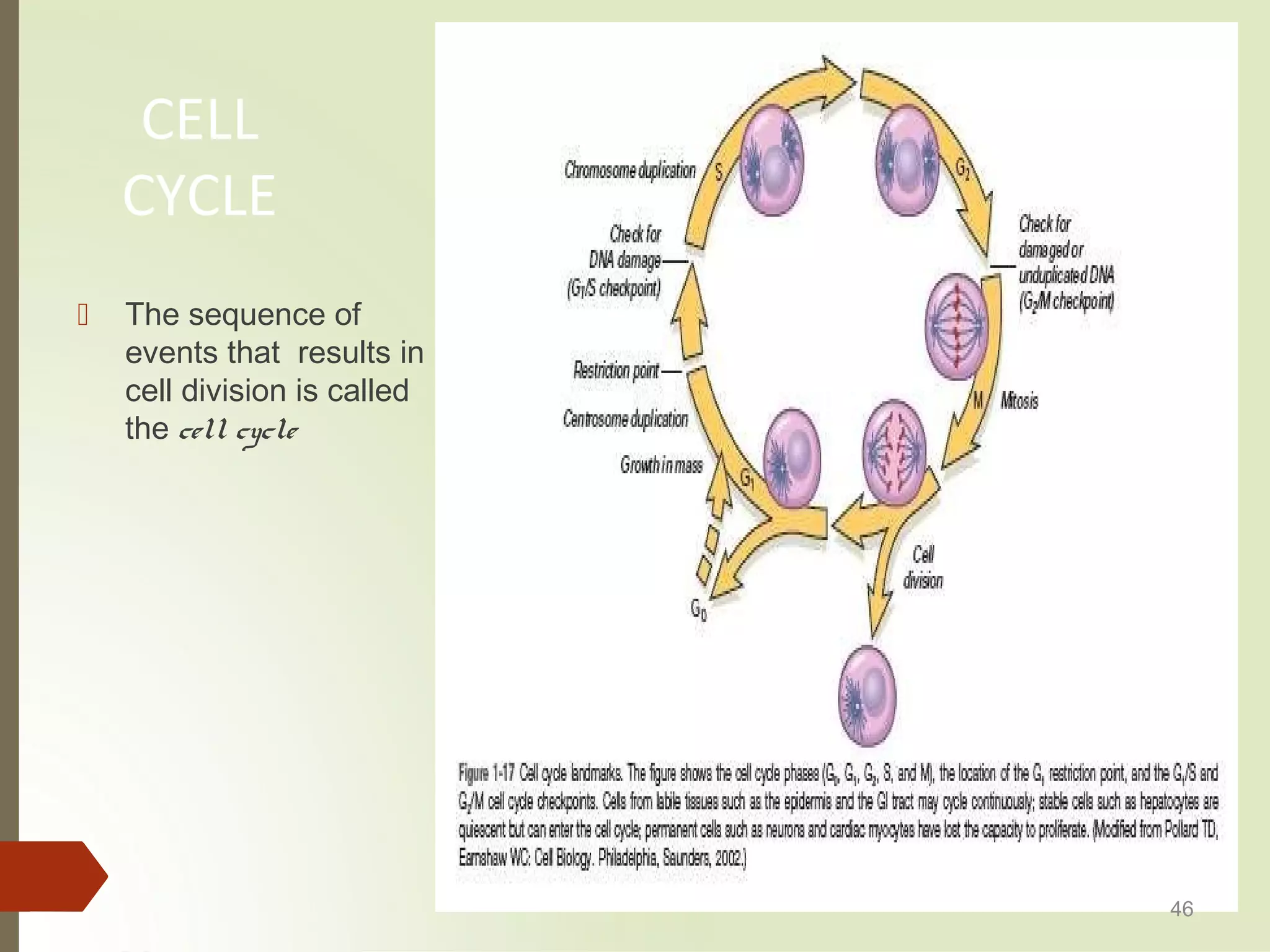 Ch1 cell in Health and disease Robbins Basic Pathology 10th edition | PPT