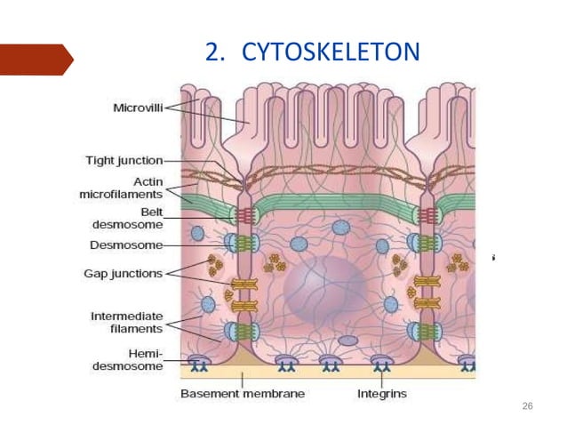Ch1 cell in Health and disease Robbins Basic Pathology 10th edition | PPT
