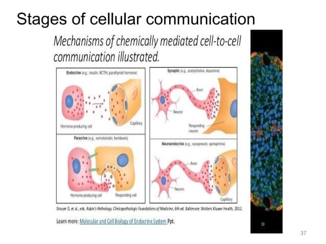 Ch1 cell in Health and disease Robbins Basic Pathology 10th edition | PPT
