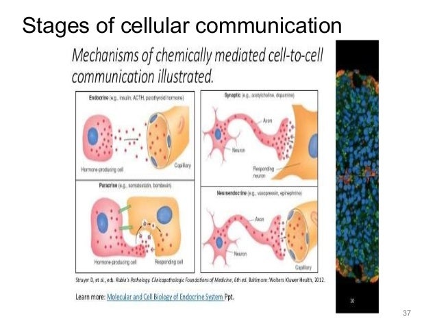 Ch1 cell in Health and disease Robbins Basic Pathology 10th edition
