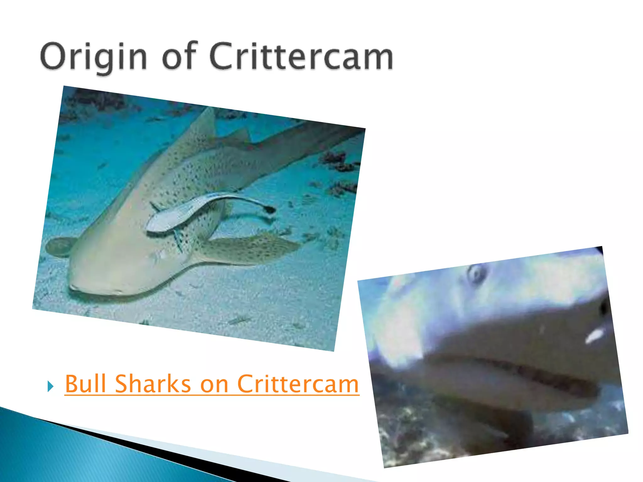 Chapter 1 - The Science of Marine Biology | PPTX