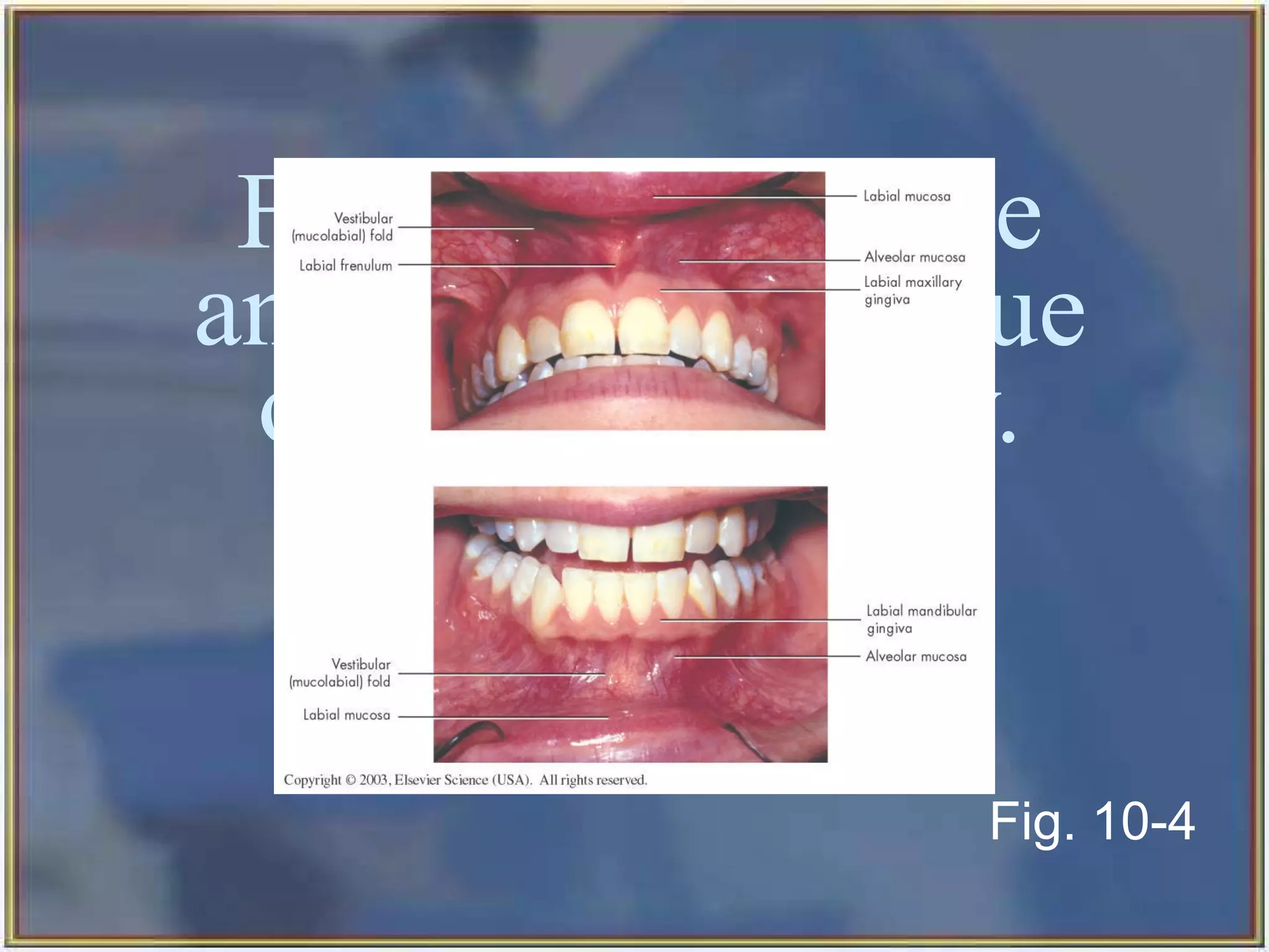 landmarks of face and oral cavity | PPT