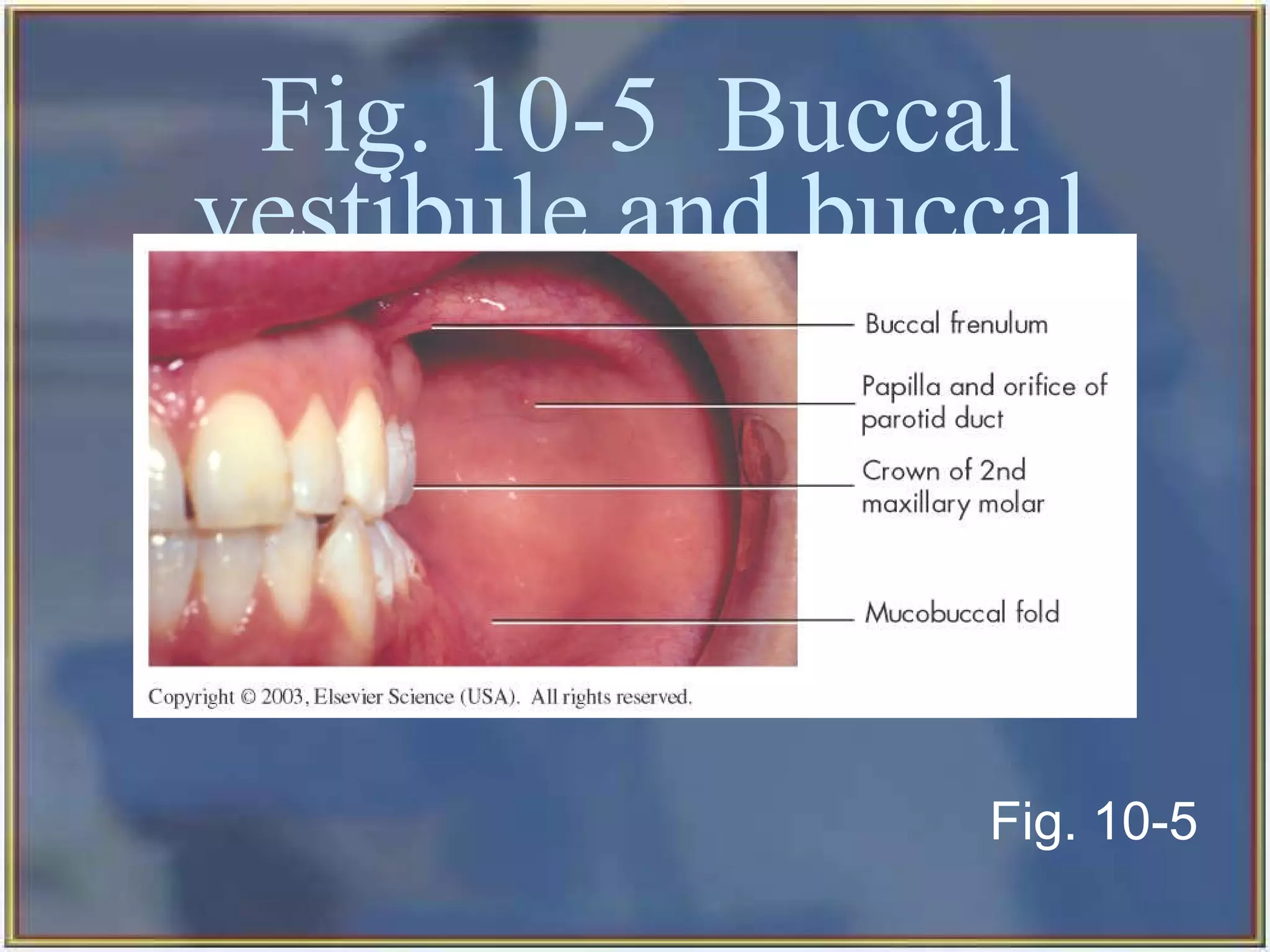 landmarks of face and oral cavity | PPT