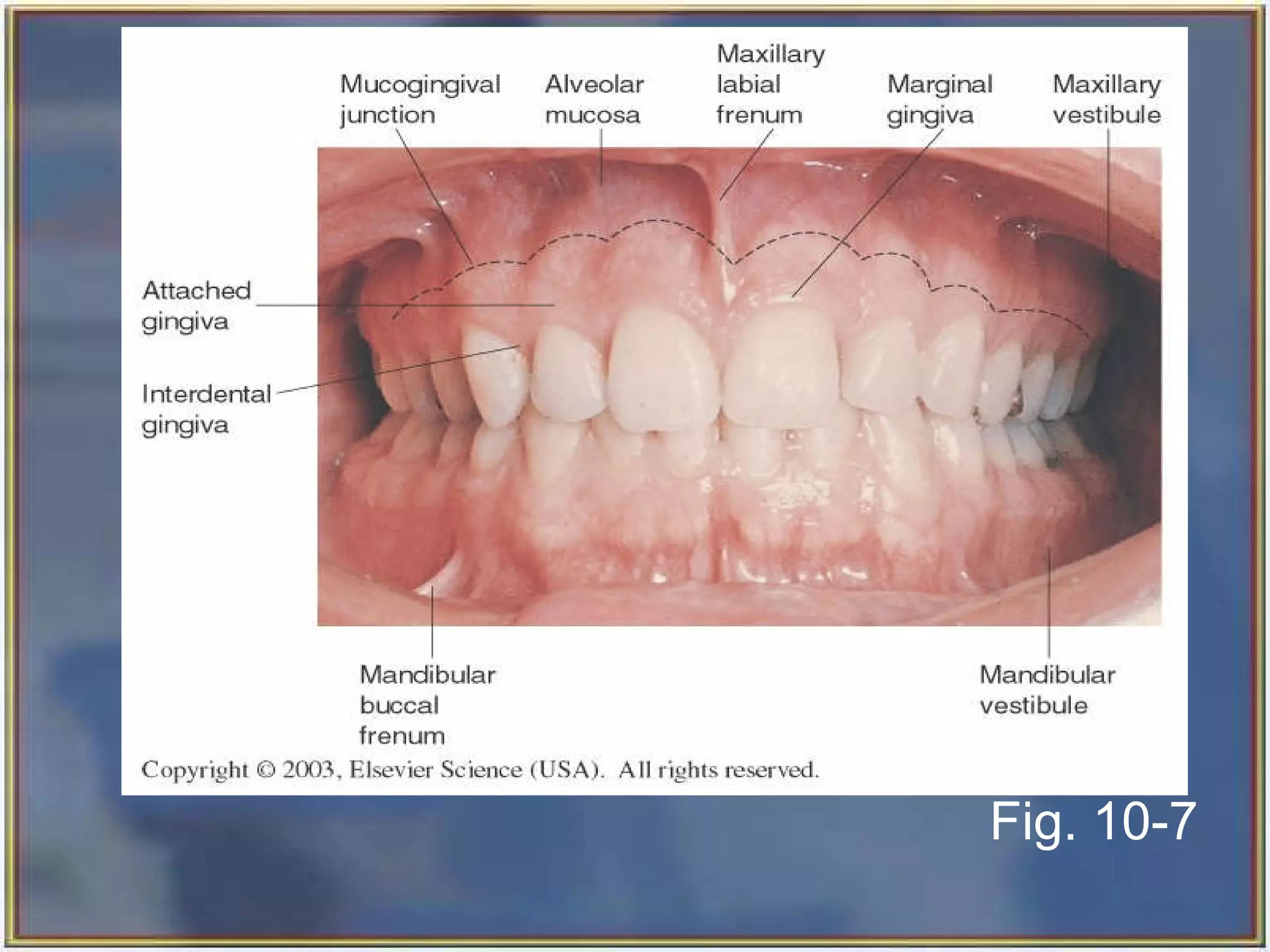 landmarks of face and oral cavity | PPT