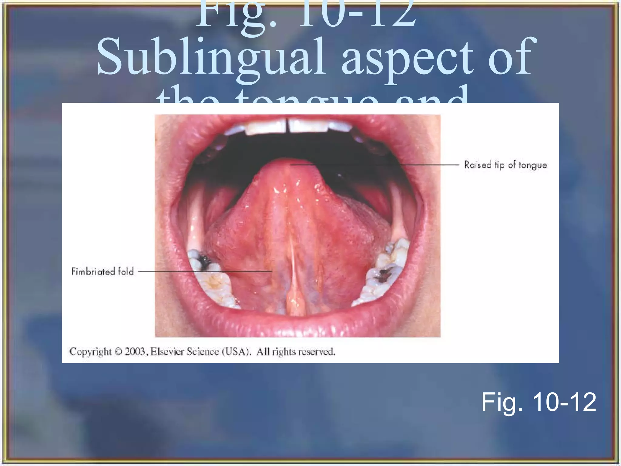 landmarks of face and oral cavity | PPT
