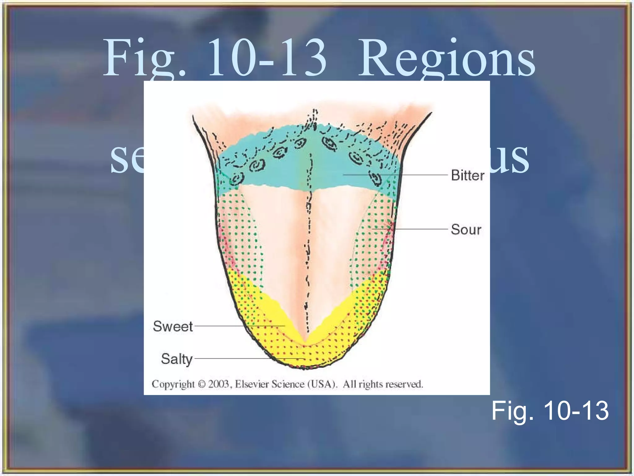 landmarks of face and oral cavity | PPT