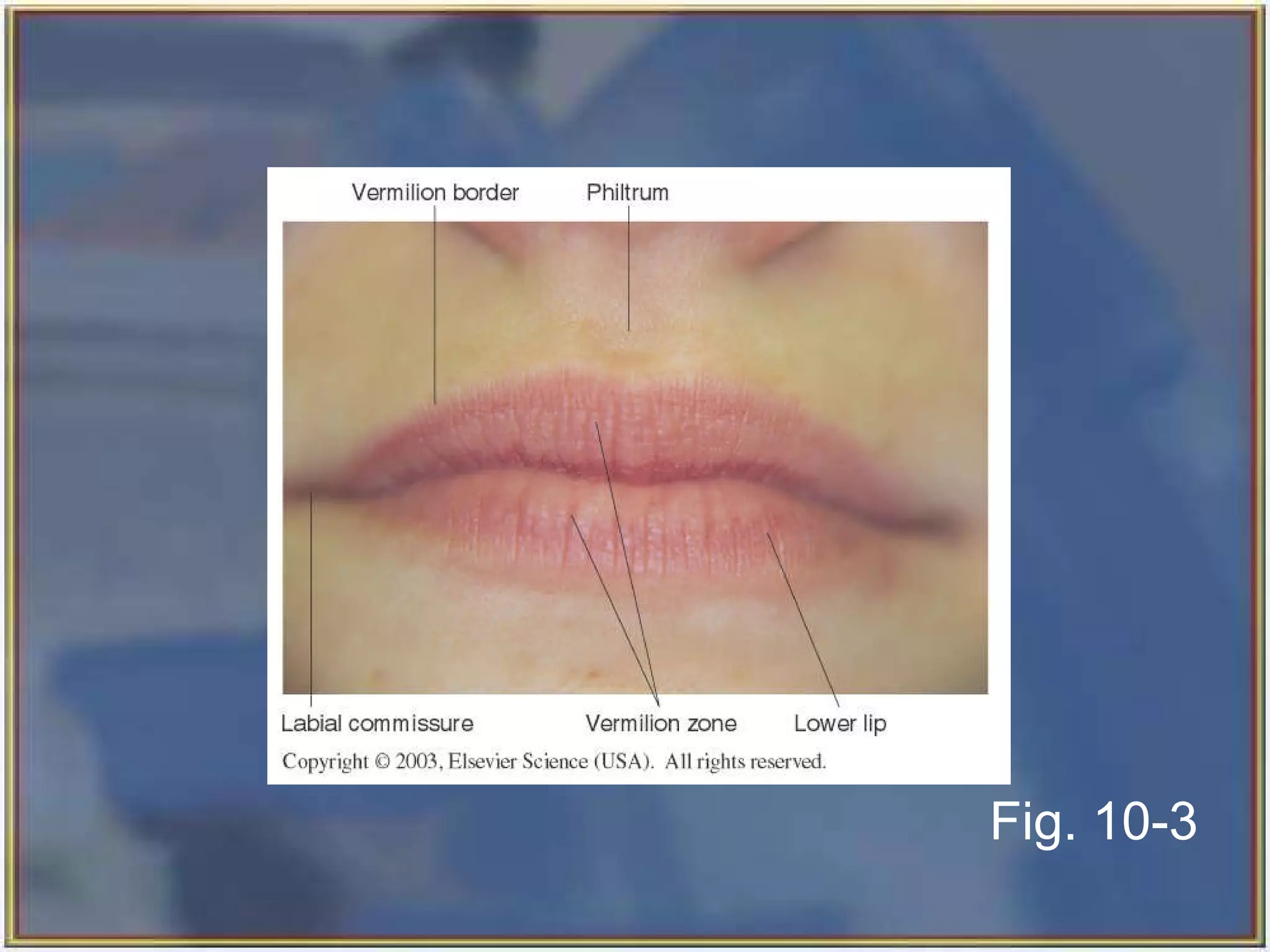 landmarks of face and oral cavity | PPT