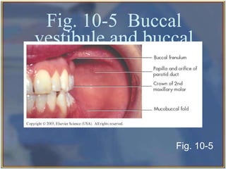 landmarks of face and oral cavity | PPT