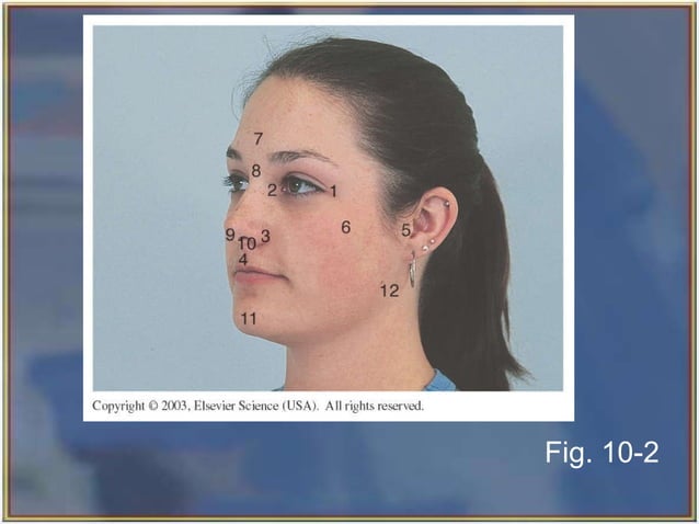 landmarks of face and oral cavity | PPT | Ear, Nose and Throat ...