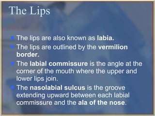 landmarks of face and oral cavity | PPT