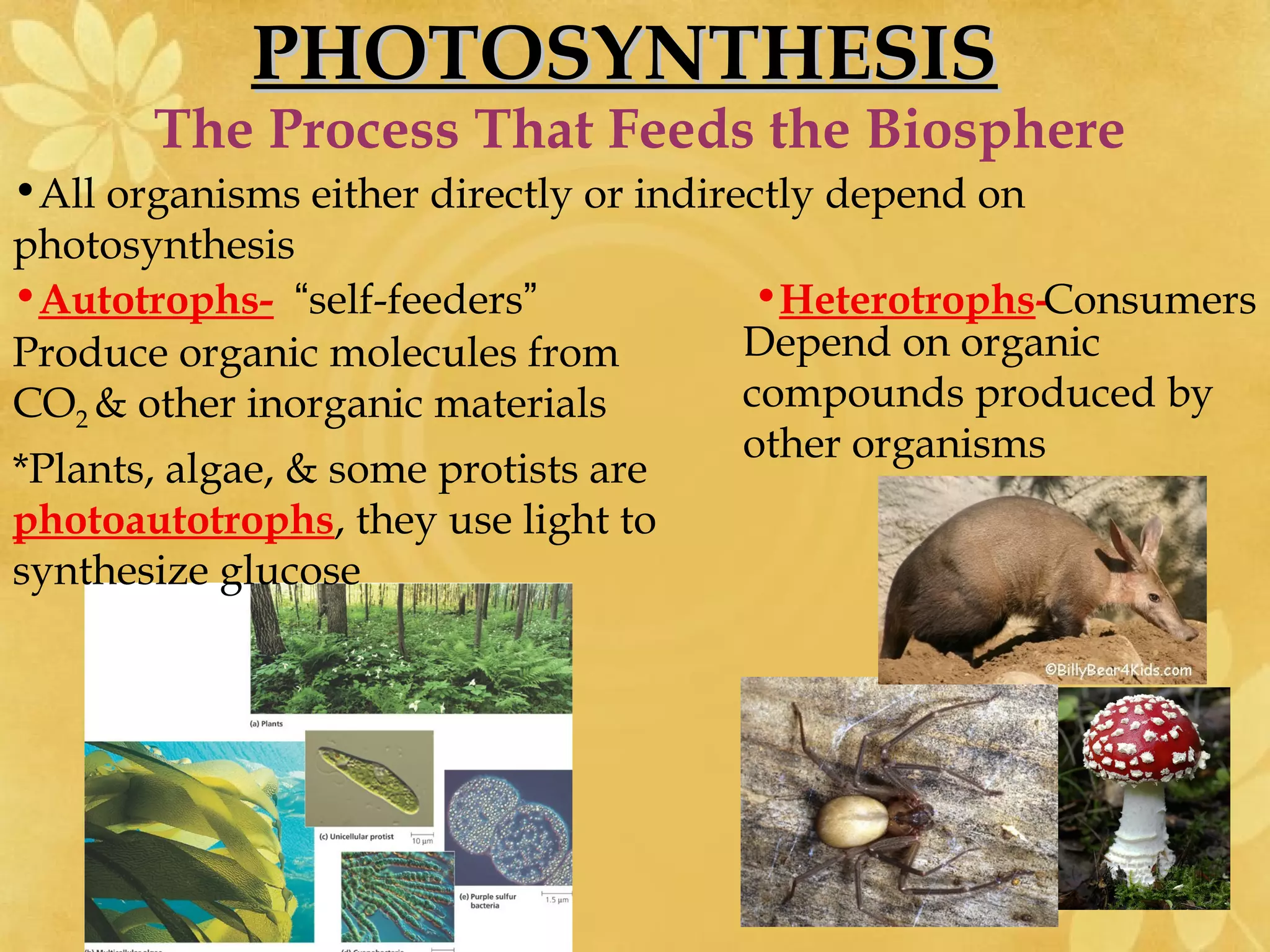 AP Biology Ch 8 Photosynthesis Light Reactions | PPT
