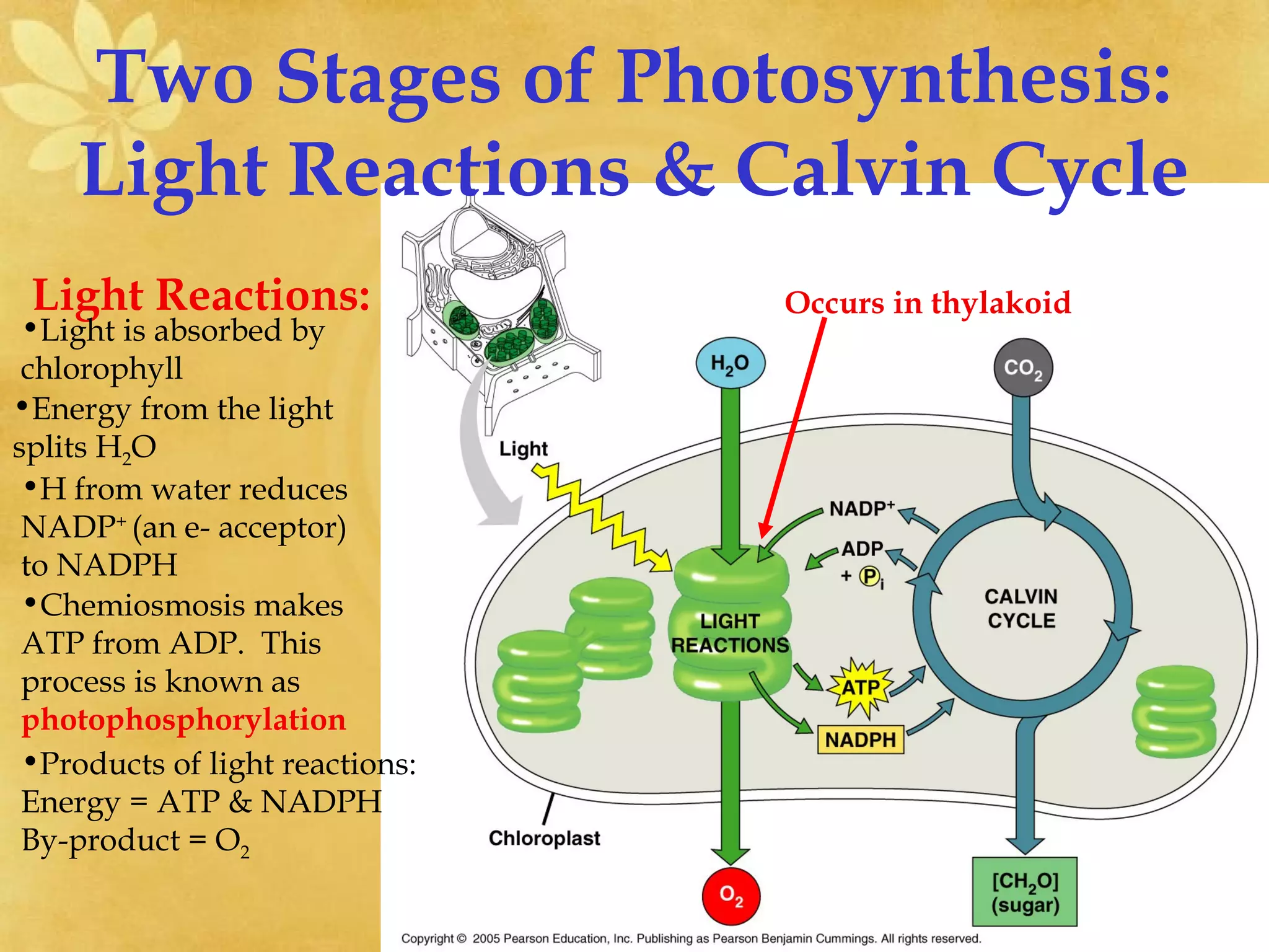 AP Biology Ch 8 Photosynthesis Light Reactions | PPT