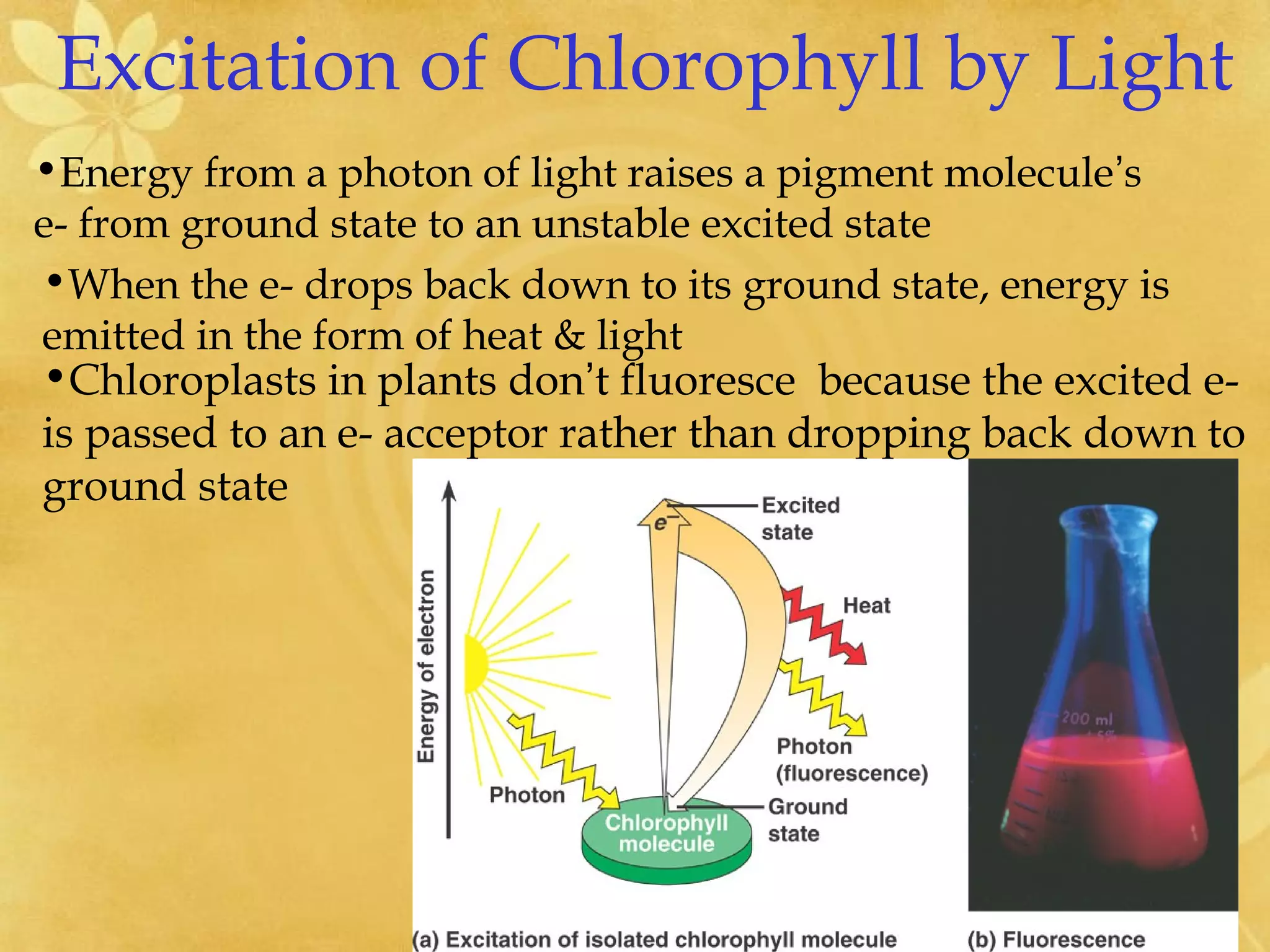 AP Biology Ch 8 Photosynthesis Light Reactions | PPT