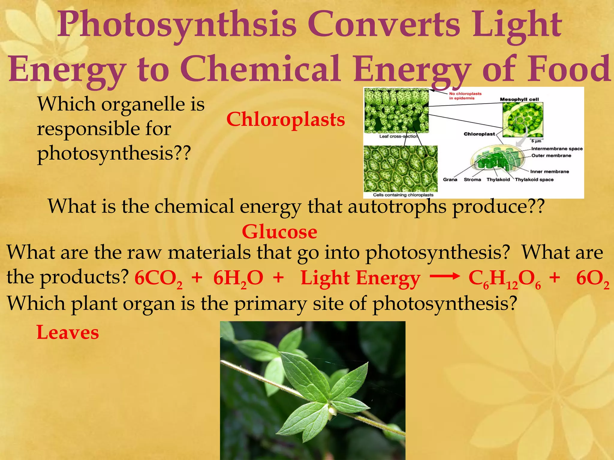 AP Biology Ch 8 Photosynthesis Light Reactions | PPT