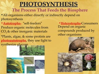 AP Biology Ch 8 Photosynthesis Light Reactions | PPT