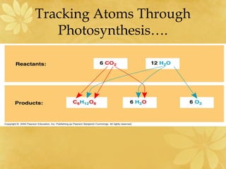 AP Biology Ch 8 Photosynthesis Light Reactions | PPT