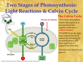AP Biology Ch 8 Photosynthesis Light Reactions | PPT