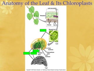 AP Biology Ch 8 Photosynthesis Light Reactions | PPT
