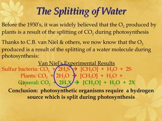 AP Biology Ch 8 Photosynthesis Light Reactions | PPT