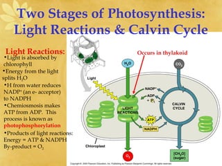 Light Reactions Of Photosynthesis Process