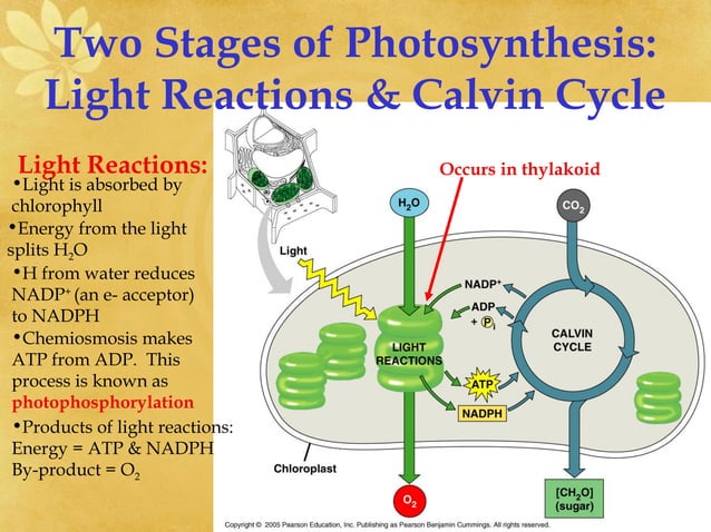 AP Biology Ch 8 Photosynthesis Light Reactions