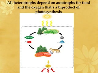 Photosynthesis Light Reaction Ap Bio