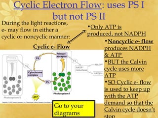 AP Bio Ch 10, part 1 | PPT