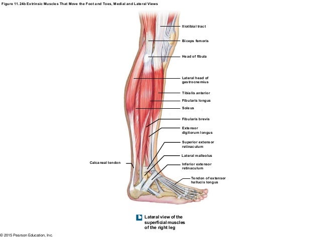 Ischiocavernosus Muscle Lateral View