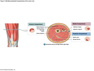 Ch 10 and 11 part 6 | PPT | Free Download